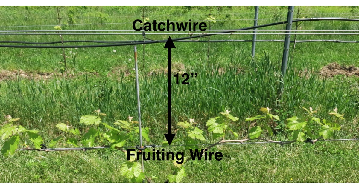 EnoViti: Rethinking Our Vineyard Trellis