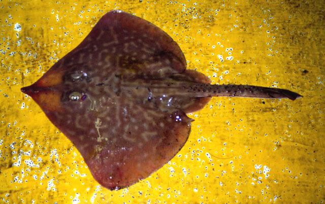 Artes de Pesca: VAMOS A PESCAR DIPTURUS