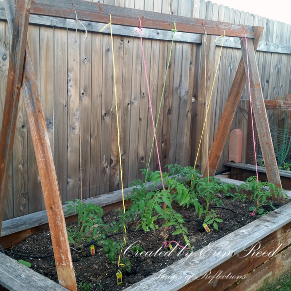 Erin Reed Makes: Colorful Rope for Training Tomato Plants - Canavs Corp ...