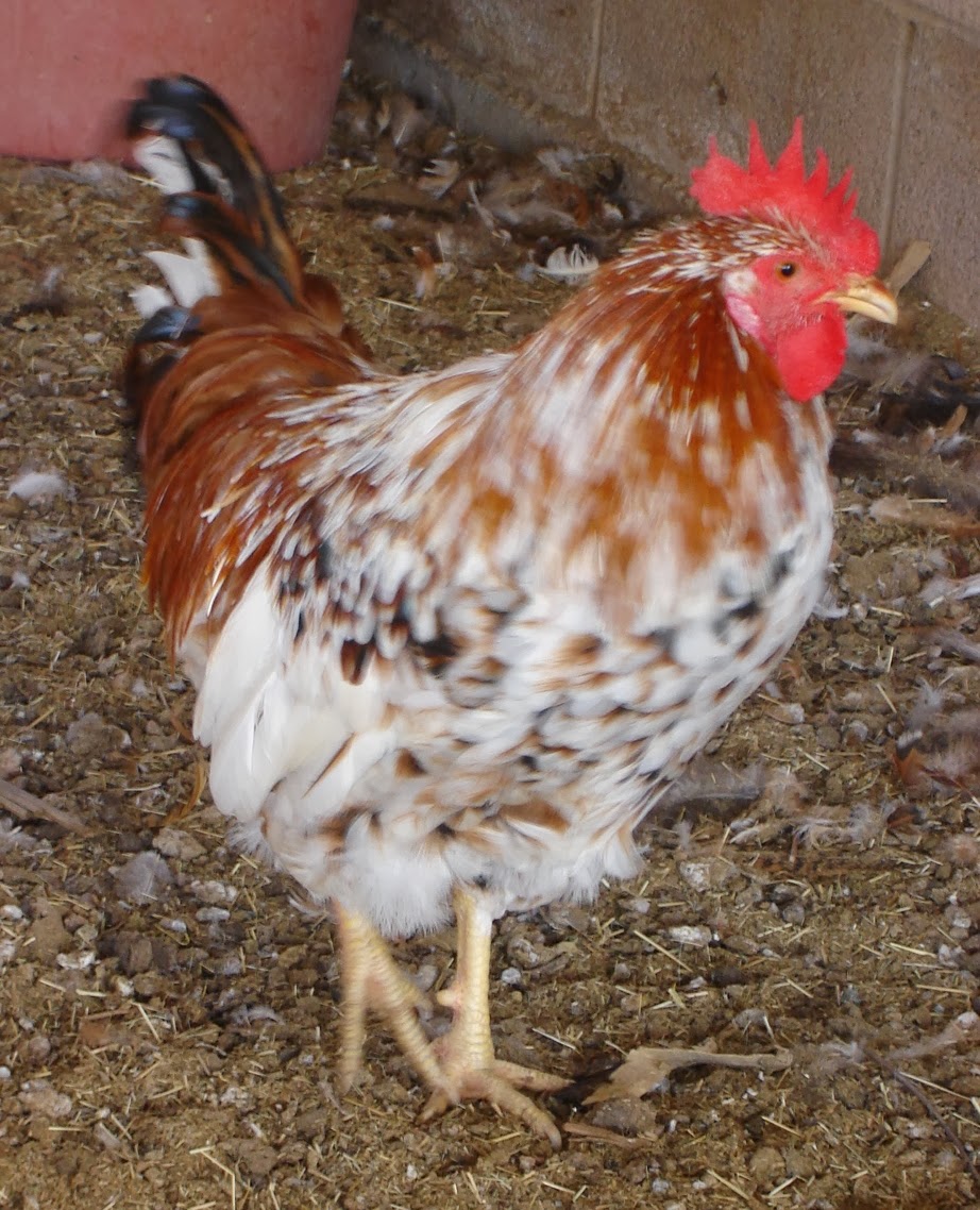 Aloha Chickens: November 2013