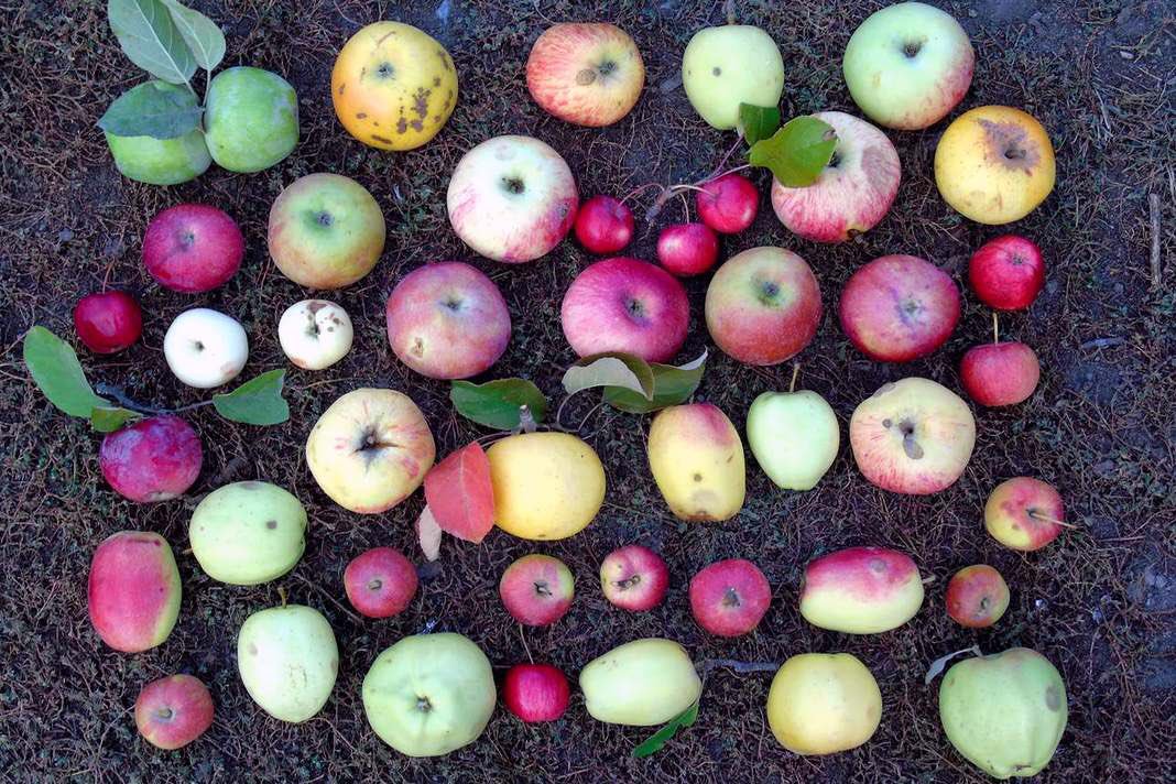 bensozia: The Genetic History of Apples