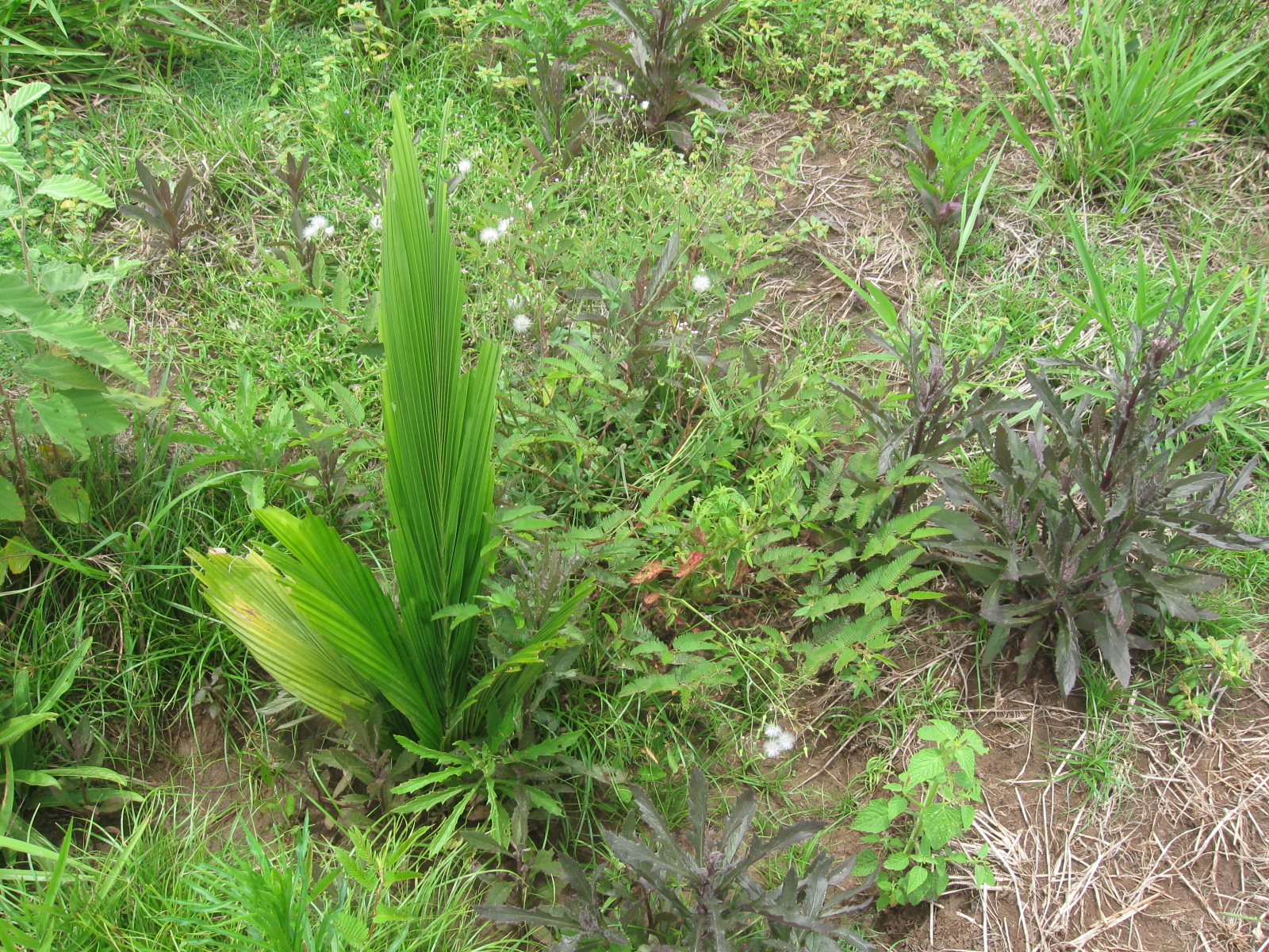 Bosque das Palmeiras: Palmeira Bacuri - Scheelea Phalerata