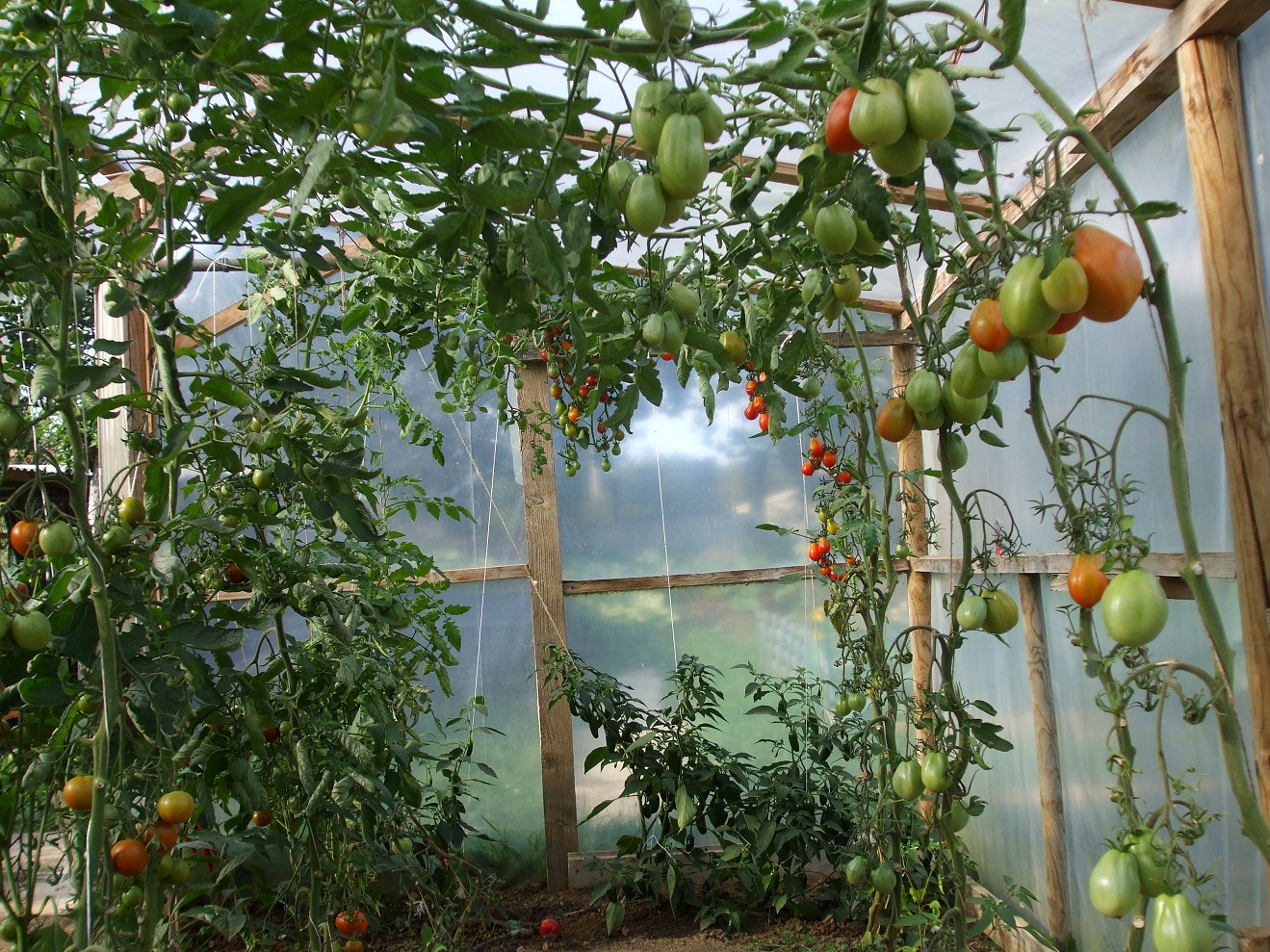 Training tomatoes overhead