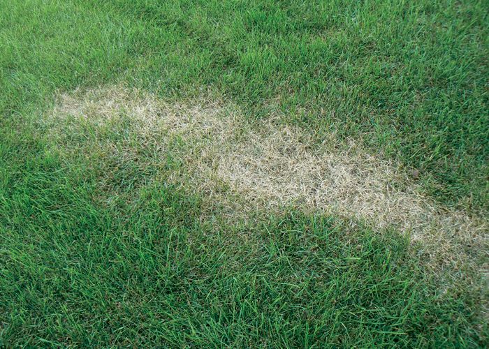 Prepare a relva para suportar o inverno