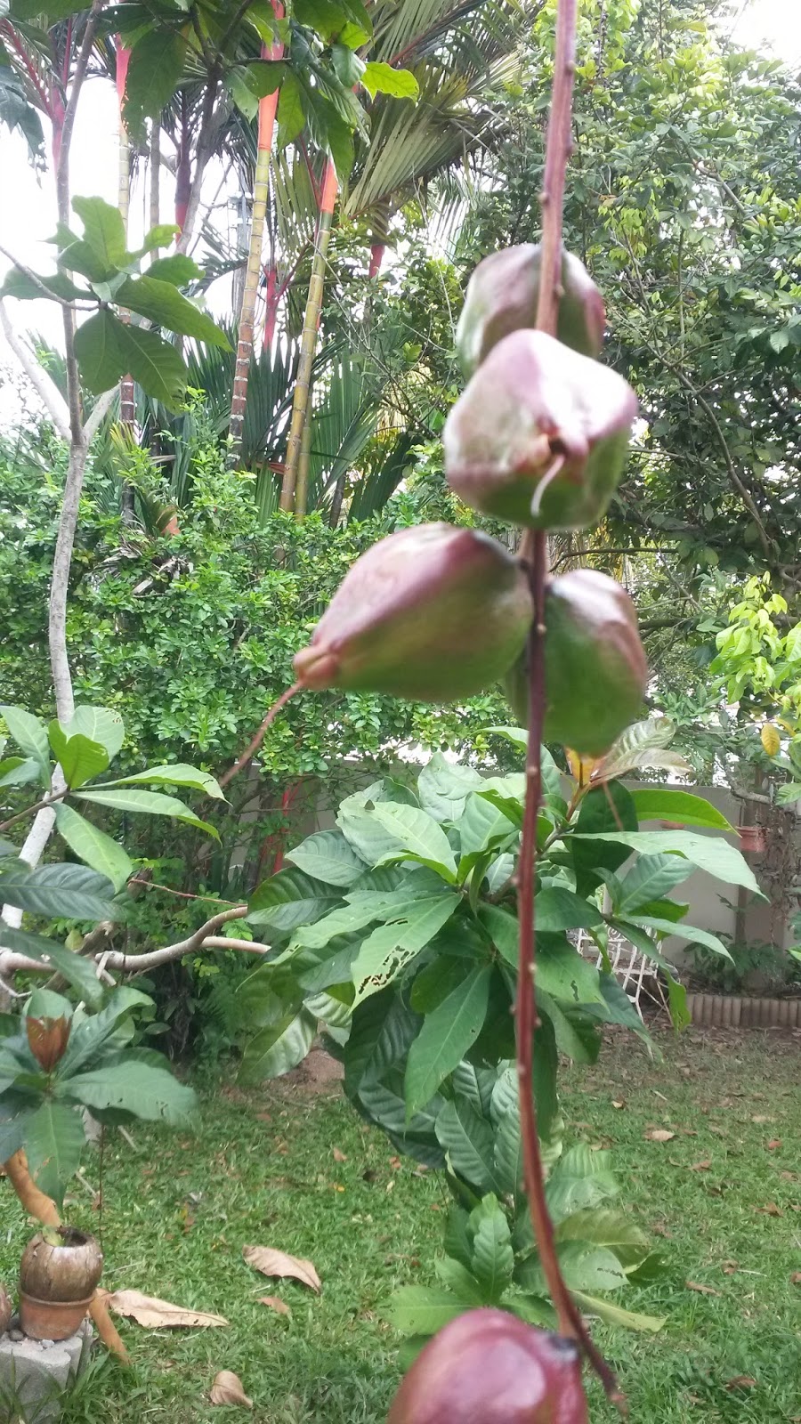 Fuziah Sulaiman blog: pERIHAL POKOK DILAMAN SAYA- PUTAT - KHASIAT - RESIPI