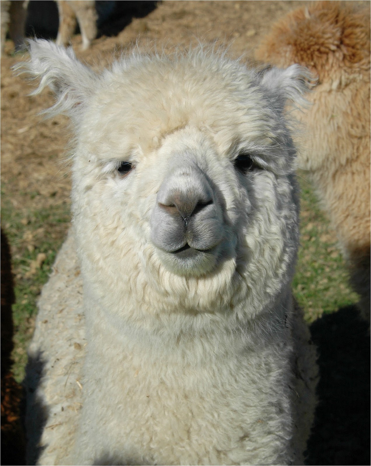 A Night Out...and Yet Still With The Alpacas... – Alpacas of Montana