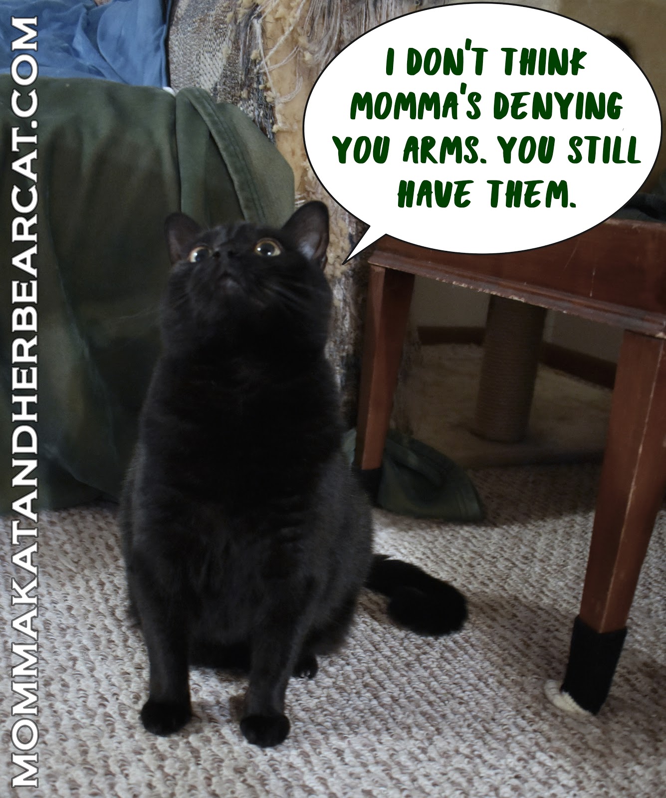 Bear's cat rapping show hits the road - Momma Kat and Her Bear Cat