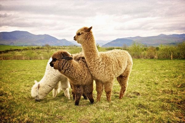 LA ALPACA PERUANA PARA EL MUNDO EN EL SIGLO 21: DESCRIPCION DE LA ALPACA