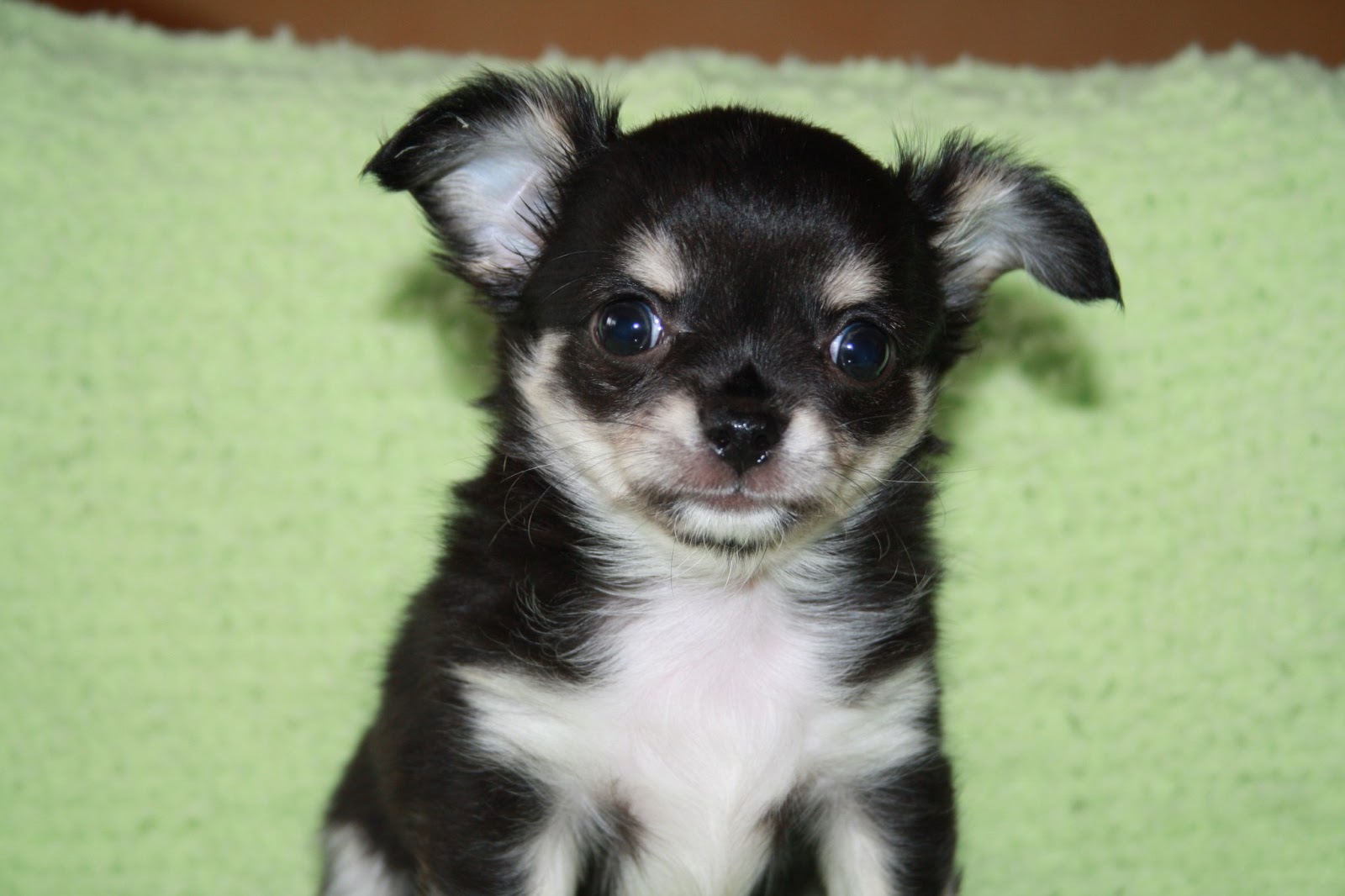 Diva`s svartvita kennel : Ängla valpar 7 v o Kid o Daisy 9 mån