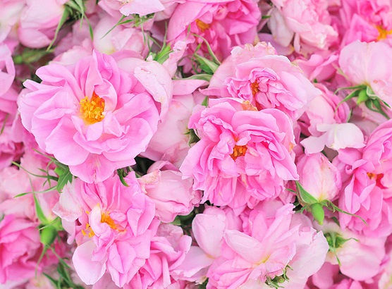 ROSE DAMA. HYDROSOL In India