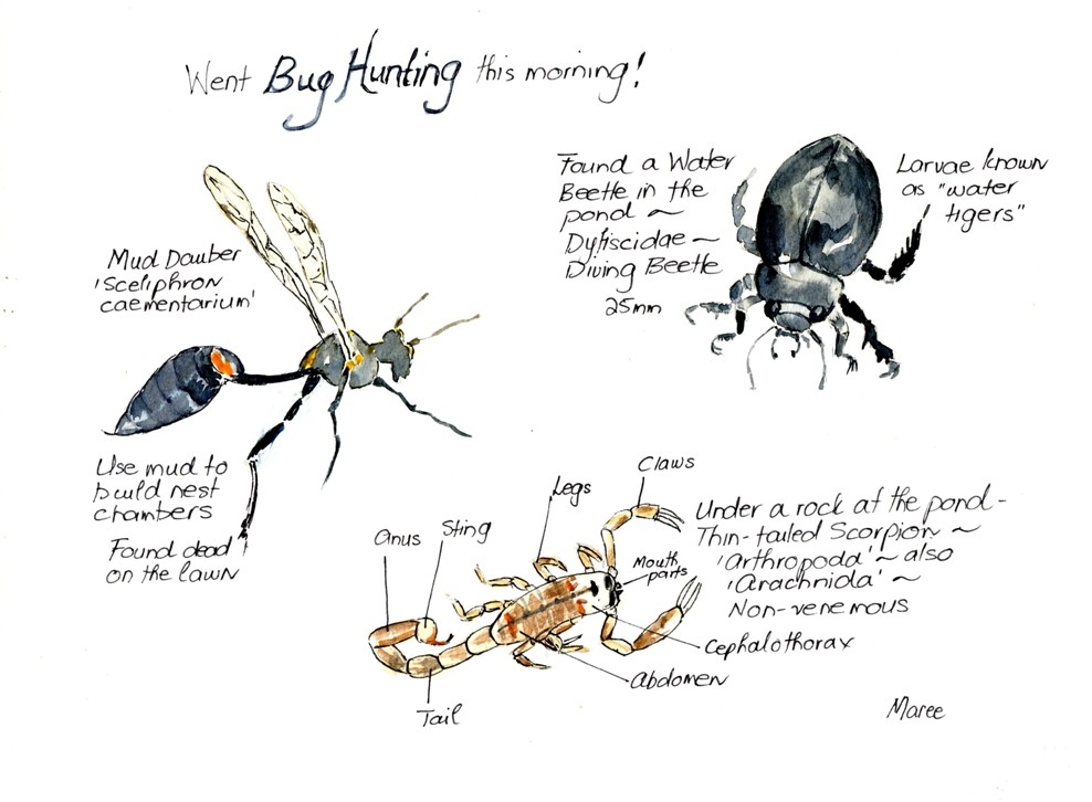 Hedgie's Nature Journal : Bug hunting