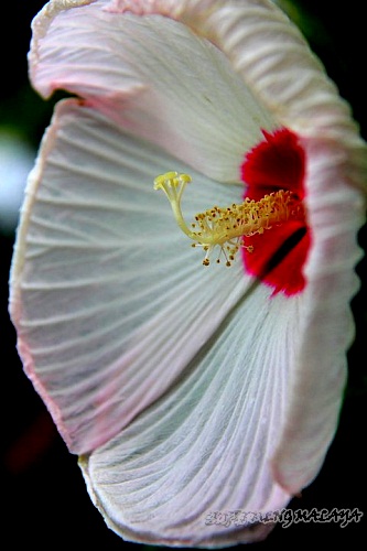 SUPERMENG MALAYA: Taman Bunga Raya Kuala Lumpur