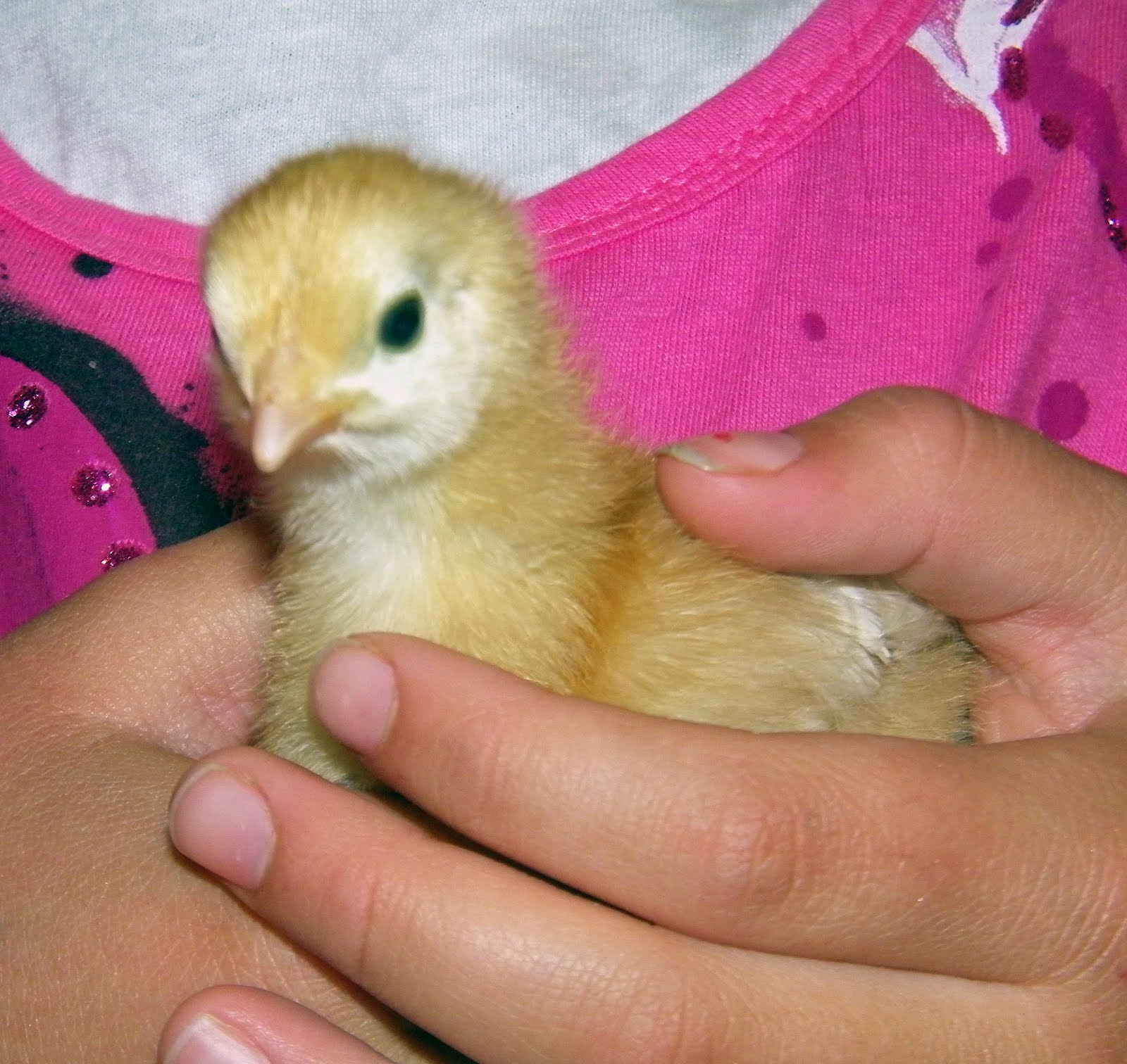 Everyday Becky: Introducing the Van Cluck Sisters