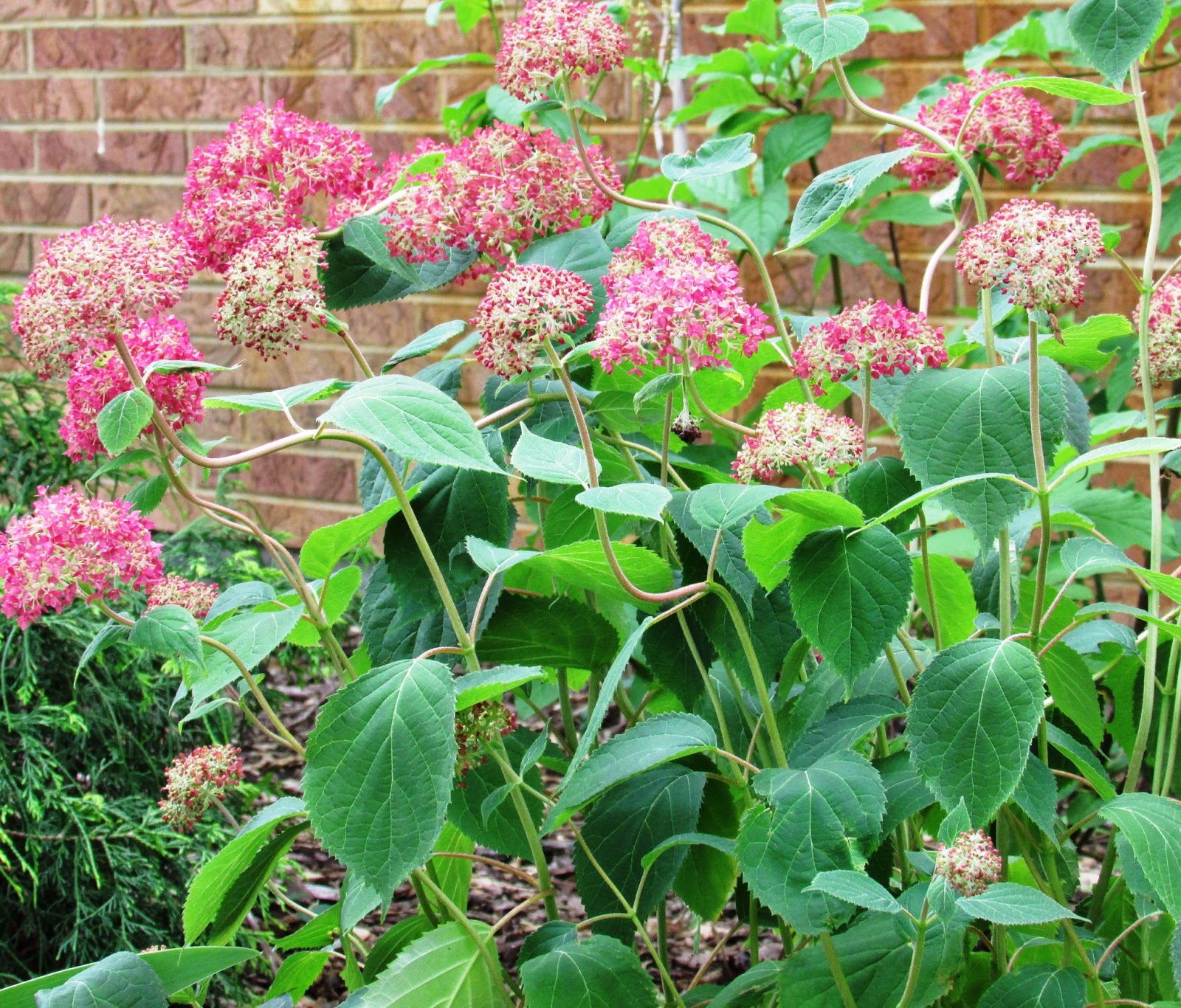 Mid Summer Garden Stroll 2013 - A Flower Showcase | Rustic & Refined