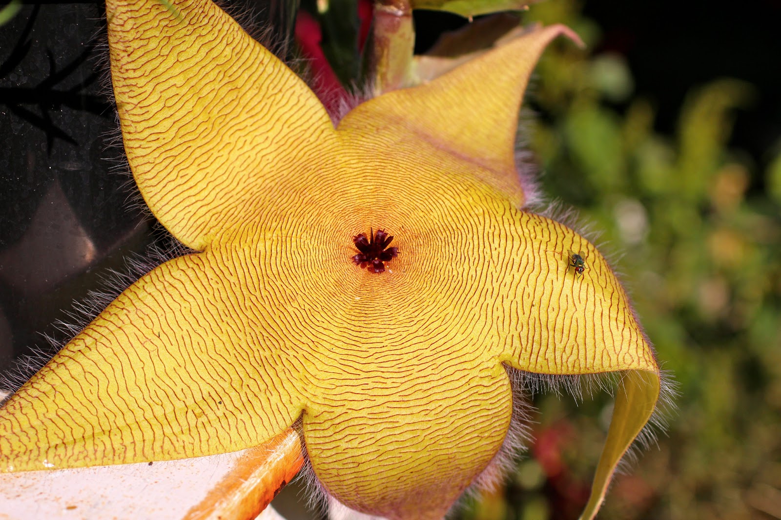 Florez Nursery: Carrion Flower