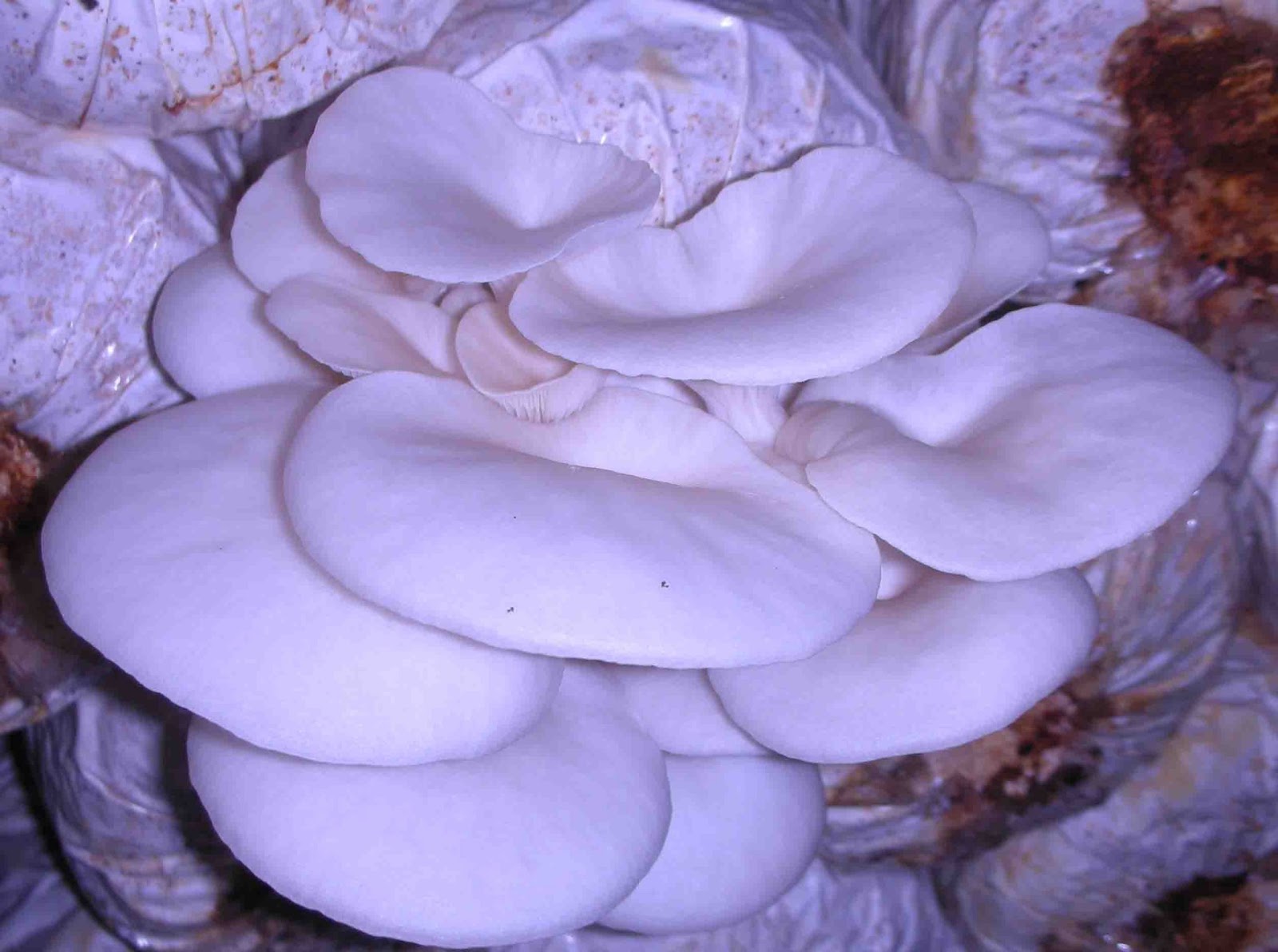 Mushrooms - Bimmal - Hathu - බිම්මල් - හතු: 2013