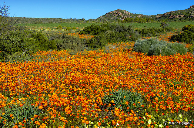 Namaqualand – South Africa’s Daisy Sensation ~ Kuriositas