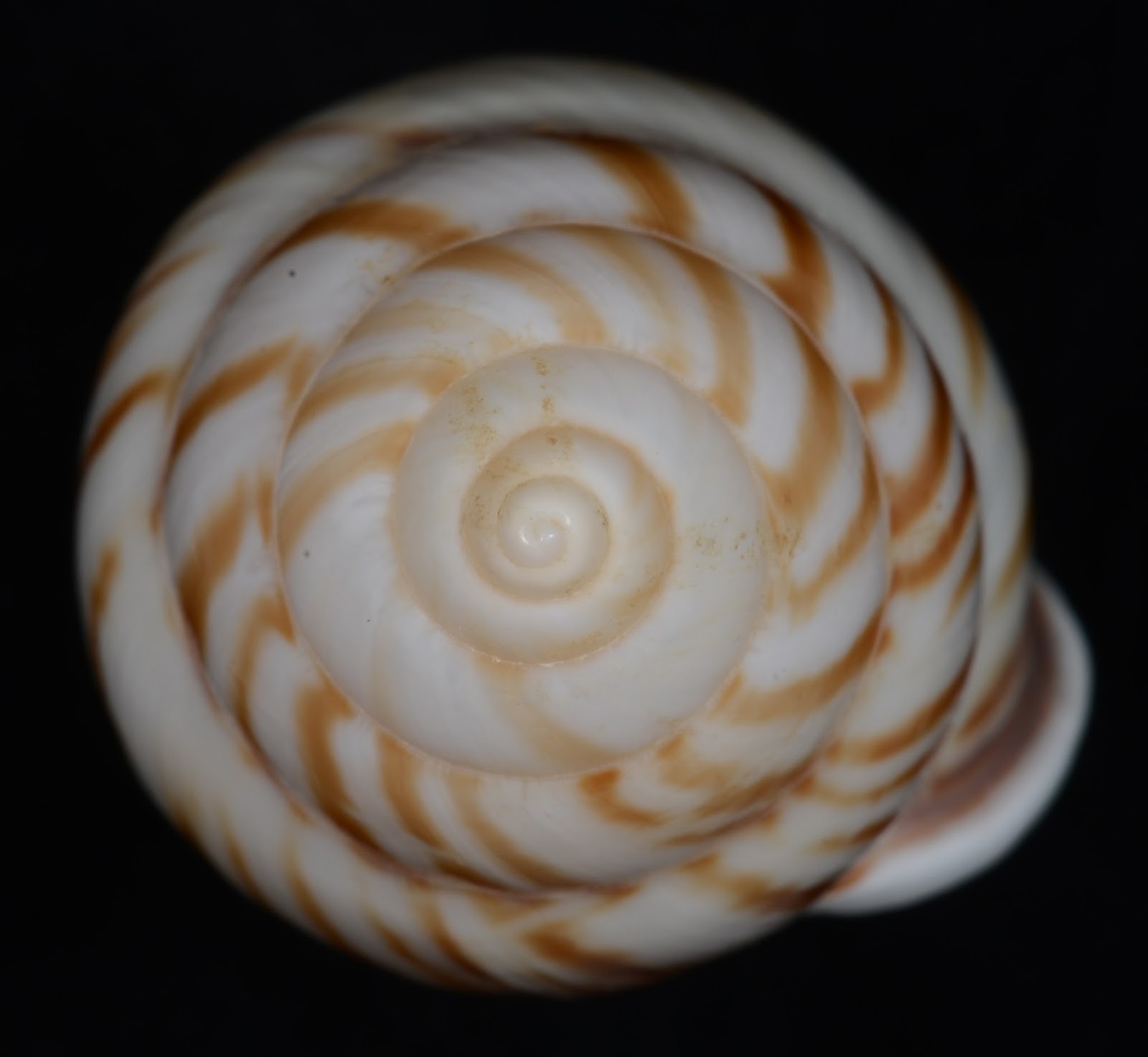 Dr. Lee's Gallery Museum: Amphidromus perversus borneensis 47.25mm