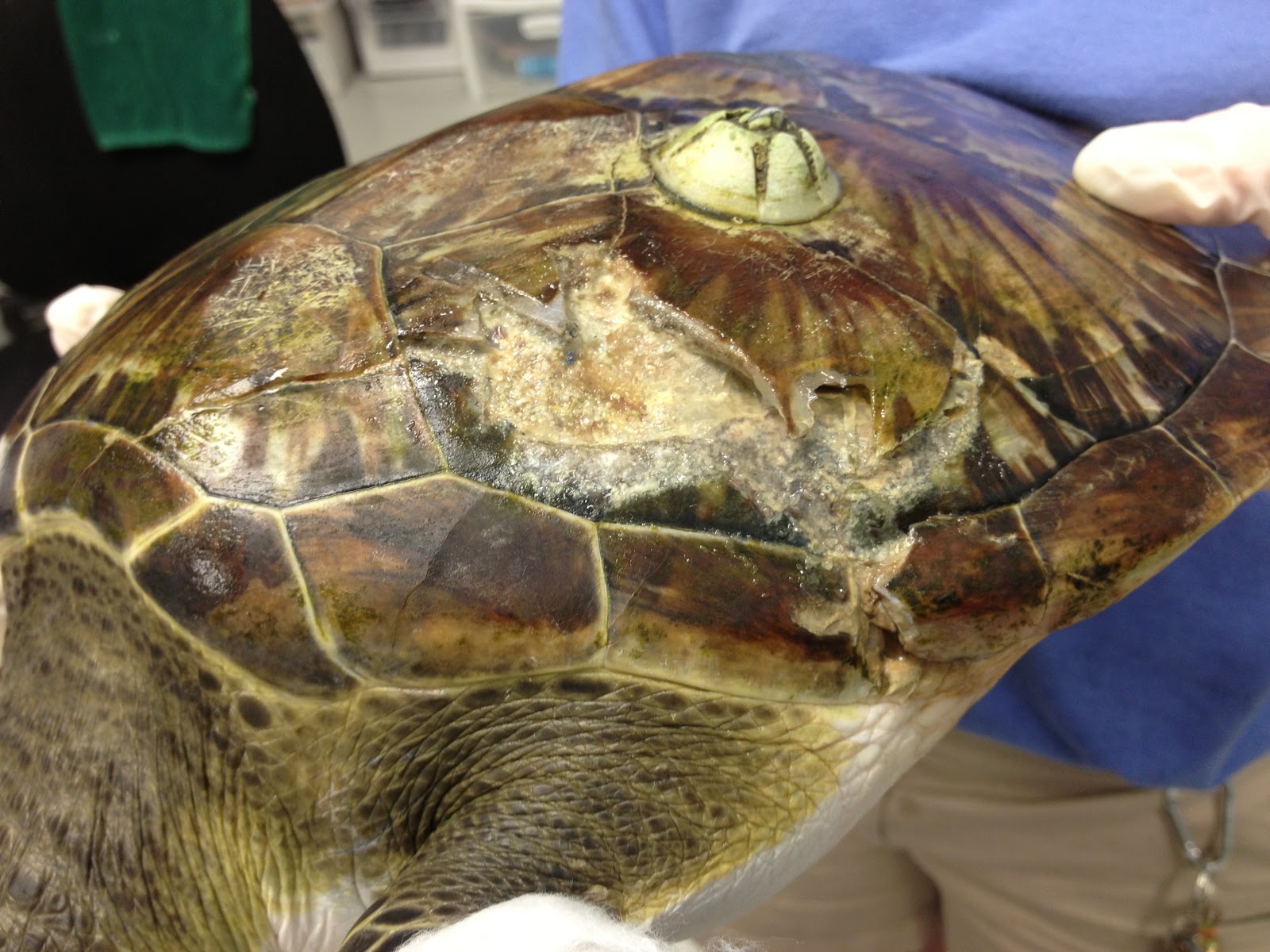 Sea Turtle Hospital: Amazing Healing of Bristol's Shell Fracture
