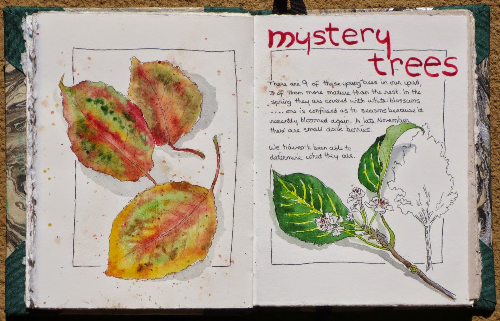 Sketching in Nature: another mystery tree