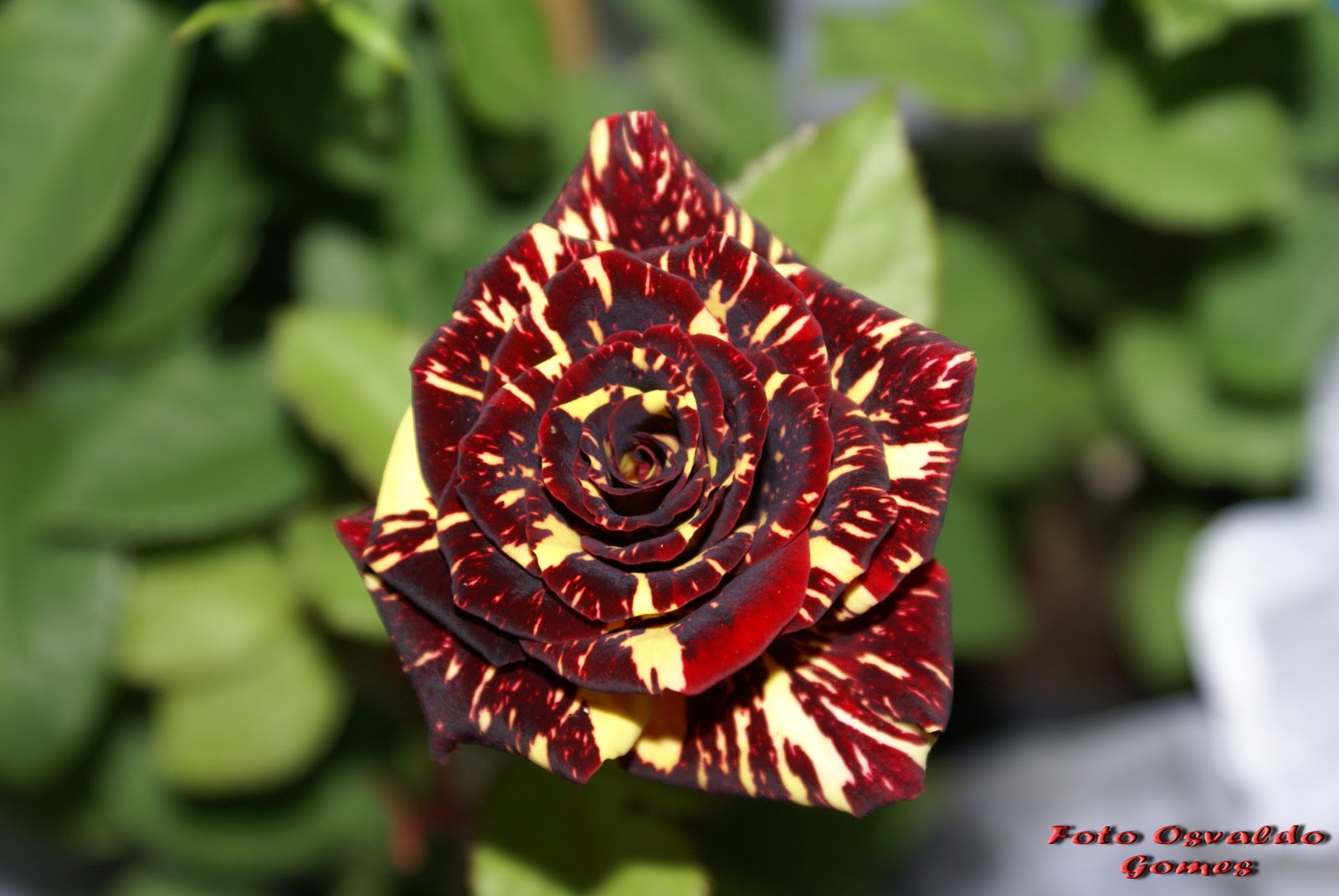 Álbum de Fotos: Flores