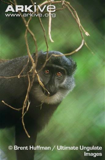Laberinto en extinción: Mono de Preuss (Allochrocebus preussi)