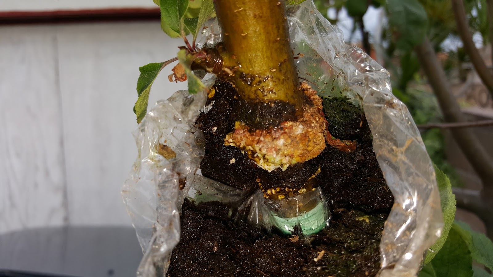 Bonsai-misadventures: Air layer of an apple tree or how to make bonsai ...