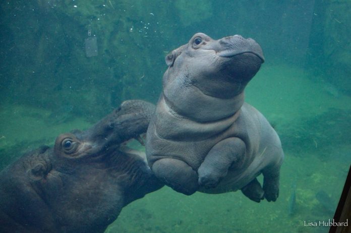 Szellem Lélek Test: Fiona, a koraszülött víziló