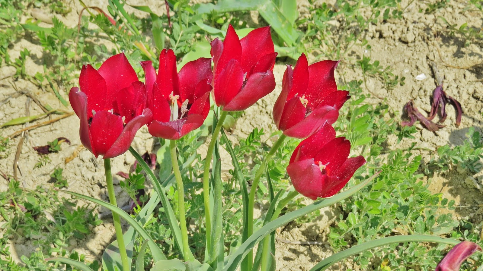 Biodiversity of Cyprus by NGO Protection of the Natural Heritage and ...