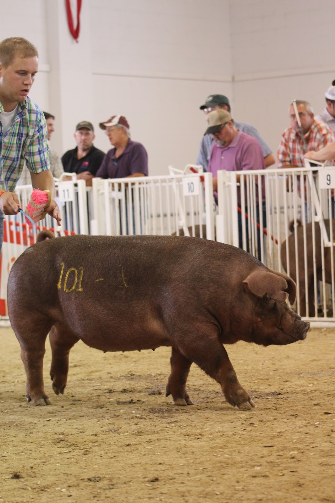 NSR Show & Sale Results: 2013 National Barrow Show Duroc Boar and Gilt ...