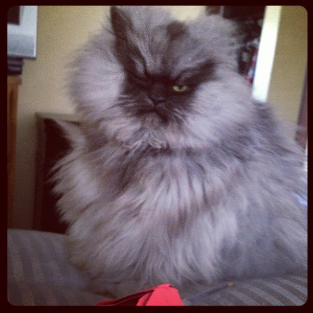 Colonel Meow is the world's angriest cat (15 pics) | Amazing Creatures