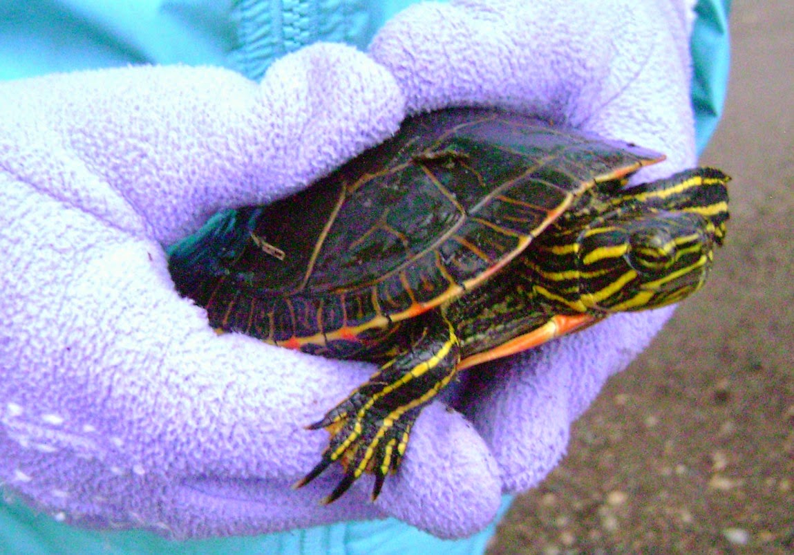 Orange is my favorite color.: Turtlely Awesome Night