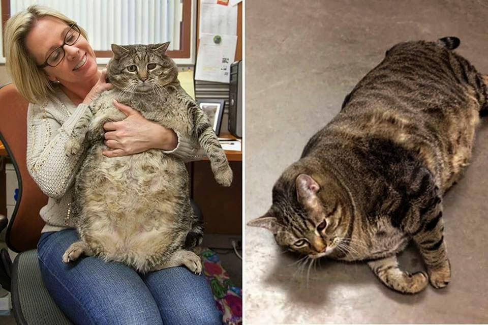 FriendsMediaLive: Giant Cats in the world :)
