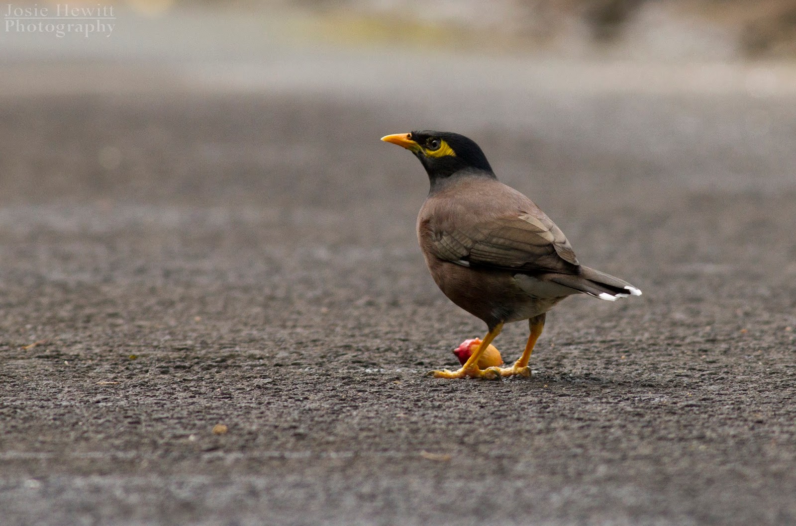 Blog | Josie Hewitt Photography: Mauritius: The Birds