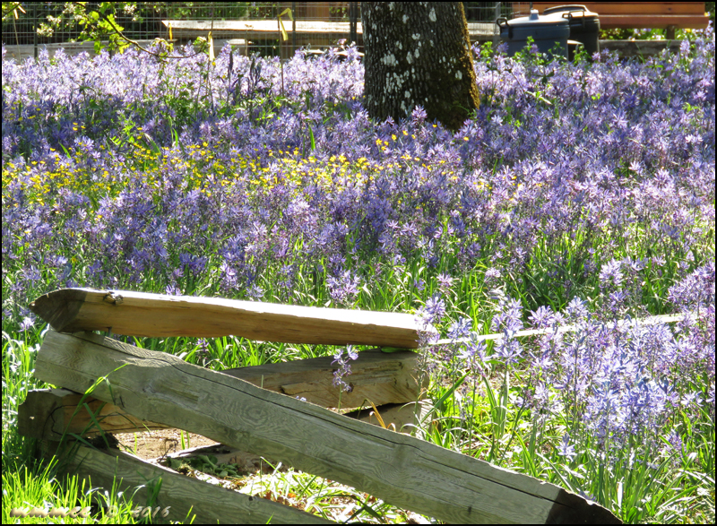 My Garden: April 19th visit to Playfair Park