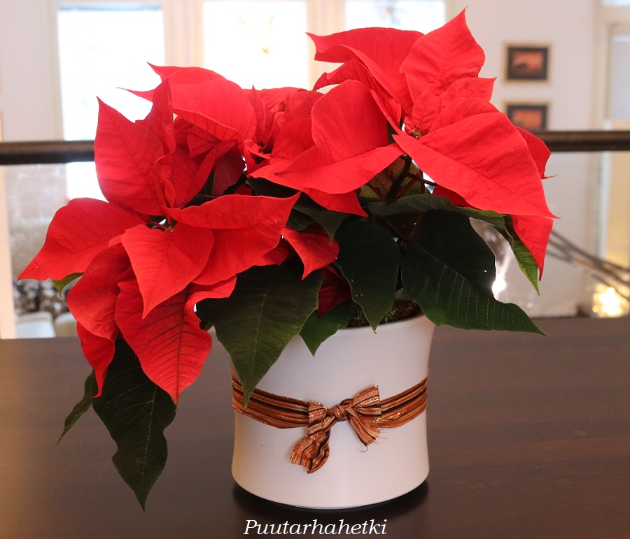 Helpot jouluiset kukka-asetelmat | Puutarhahetki - suurien unelmien ...