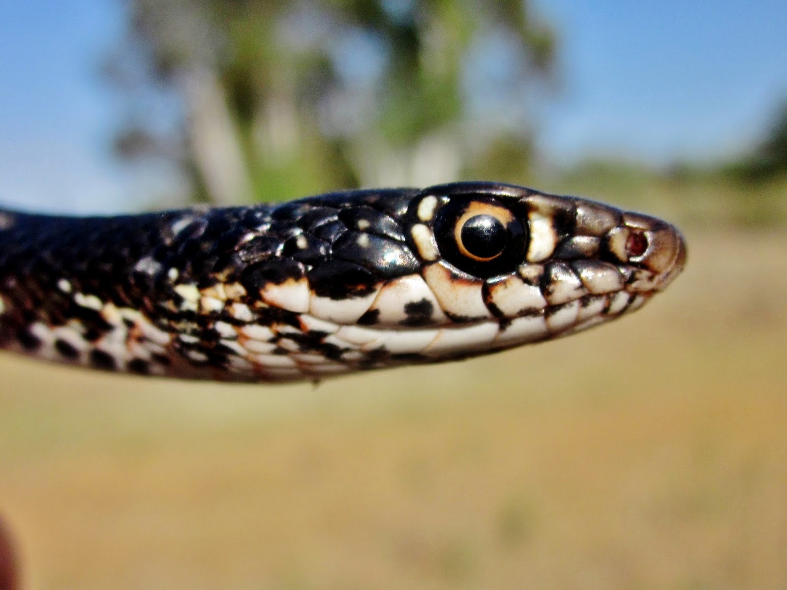 Ερπετά και αμφίβια της Κύπρου - Reptiles and amphibians of Cyprus by ...