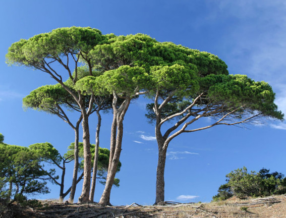 Kintall: ÁRVORES NA NATUREZA - Pinus Pinea