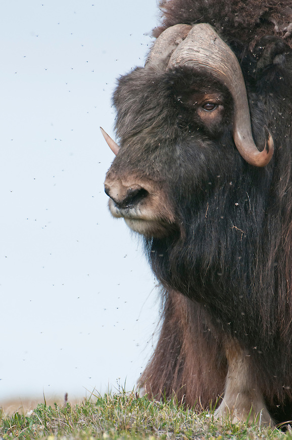 The Muskox | Amazing Creature Facts & Photographs | The Wildlife
