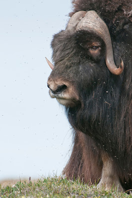 The Muskox | Amazing Creature Facts & Photographs | The Wildlife