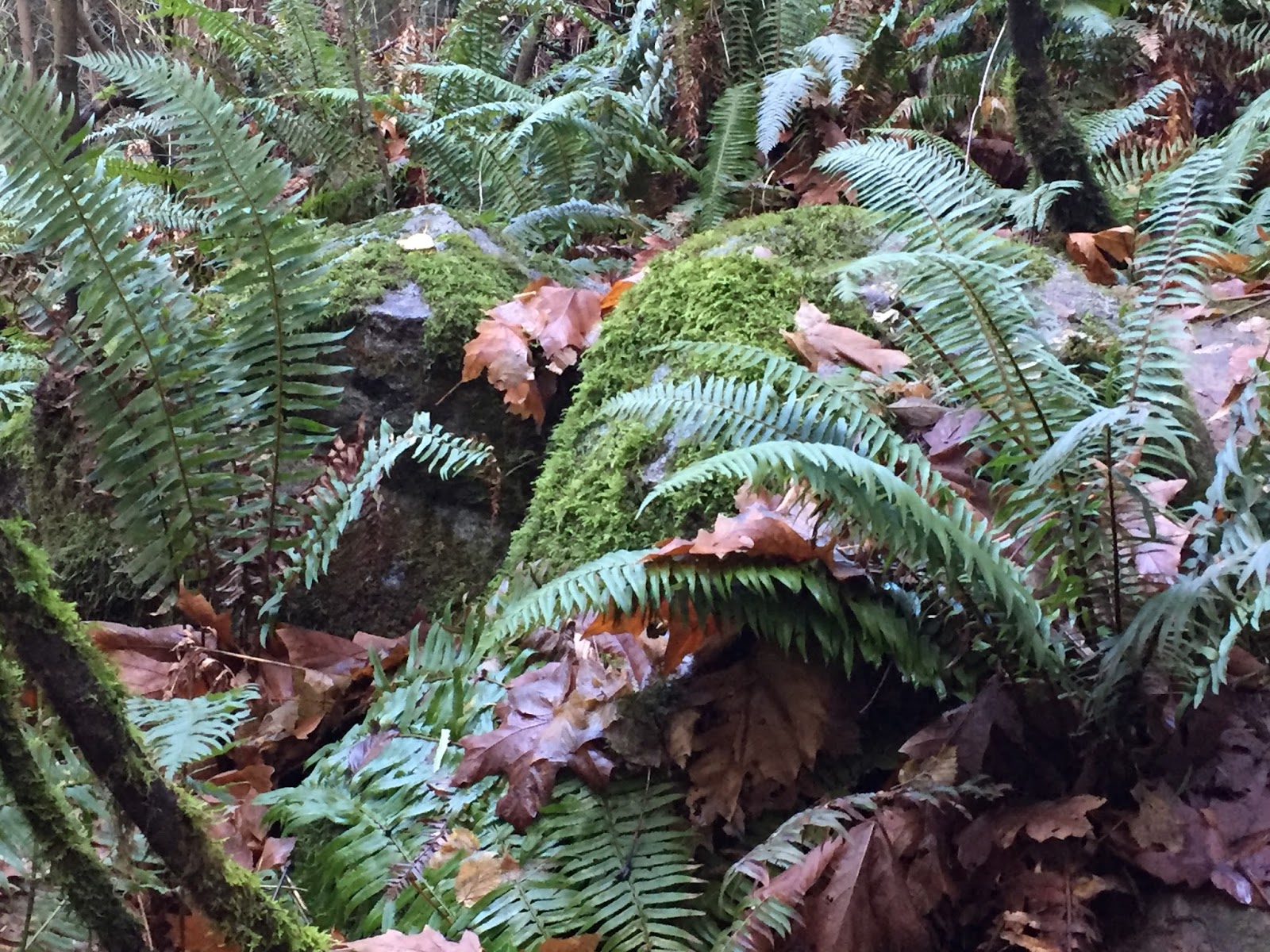 Boren Park, ENVIR 280 Journal: Erratic In Seattle - Seattle Erratic ...