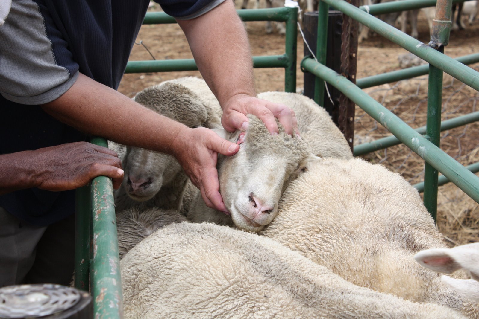 Tick Control on Cattle and Game: Inspection and treating Dr Vogel's ...