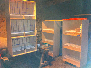 Elevage de pigeons voyageurs pour les concours de fond des meilleures ...