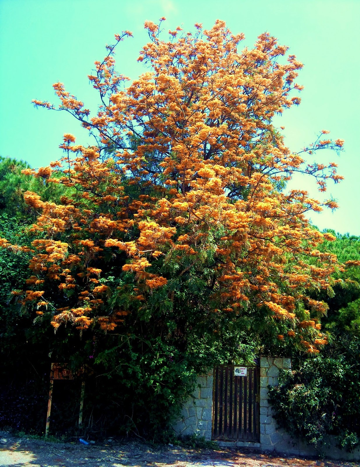 Árboles con alma: Roble australiano (Grevillea robusta)