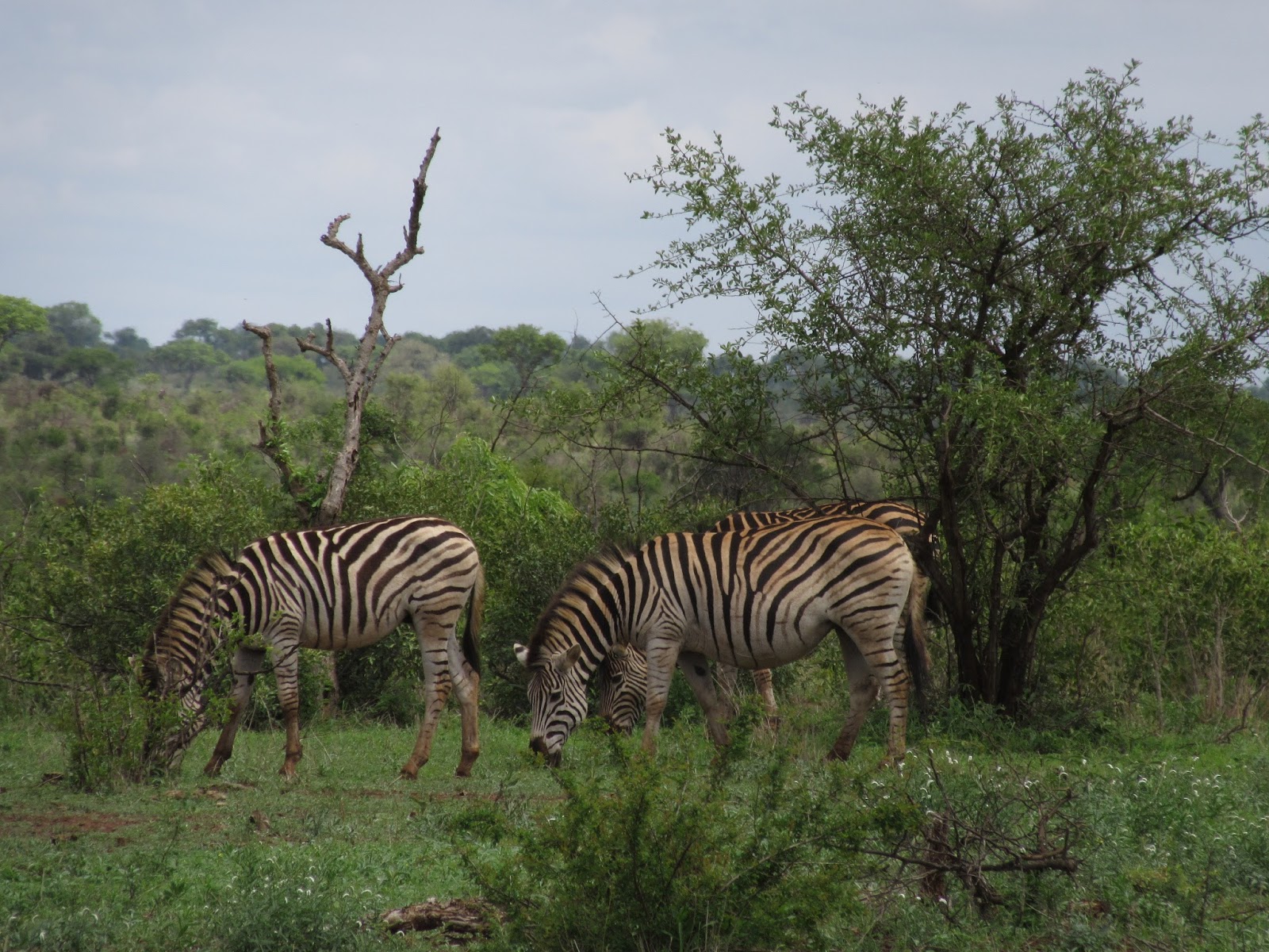 The Overseas Adventures of Annie and Steven Berger 2016: 11/27: Hippos ...