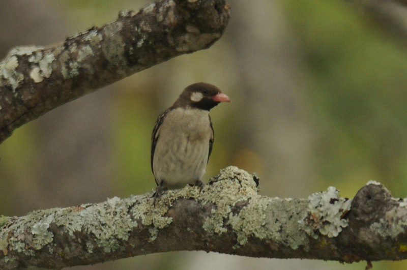 Birding and Bird Ringing in Zimbabwe: A Short Trip to the Eastern Highlands