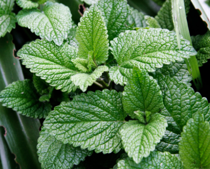 The Kind and Species Of Mint Plant Information