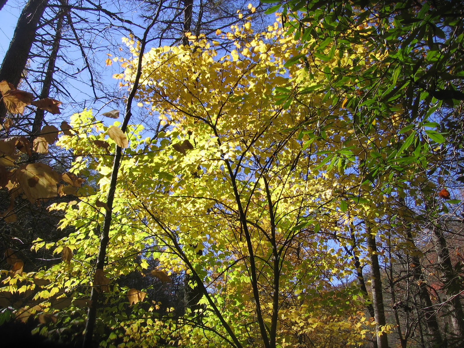 Relaxed Hiking NC: Spence Ridge Trail Linville Gorge 11/5/2011
