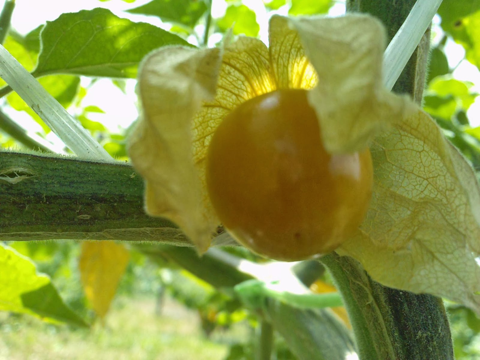 Physalis peruviana | uchuva | golden berry | tomate capucho | fisalis
