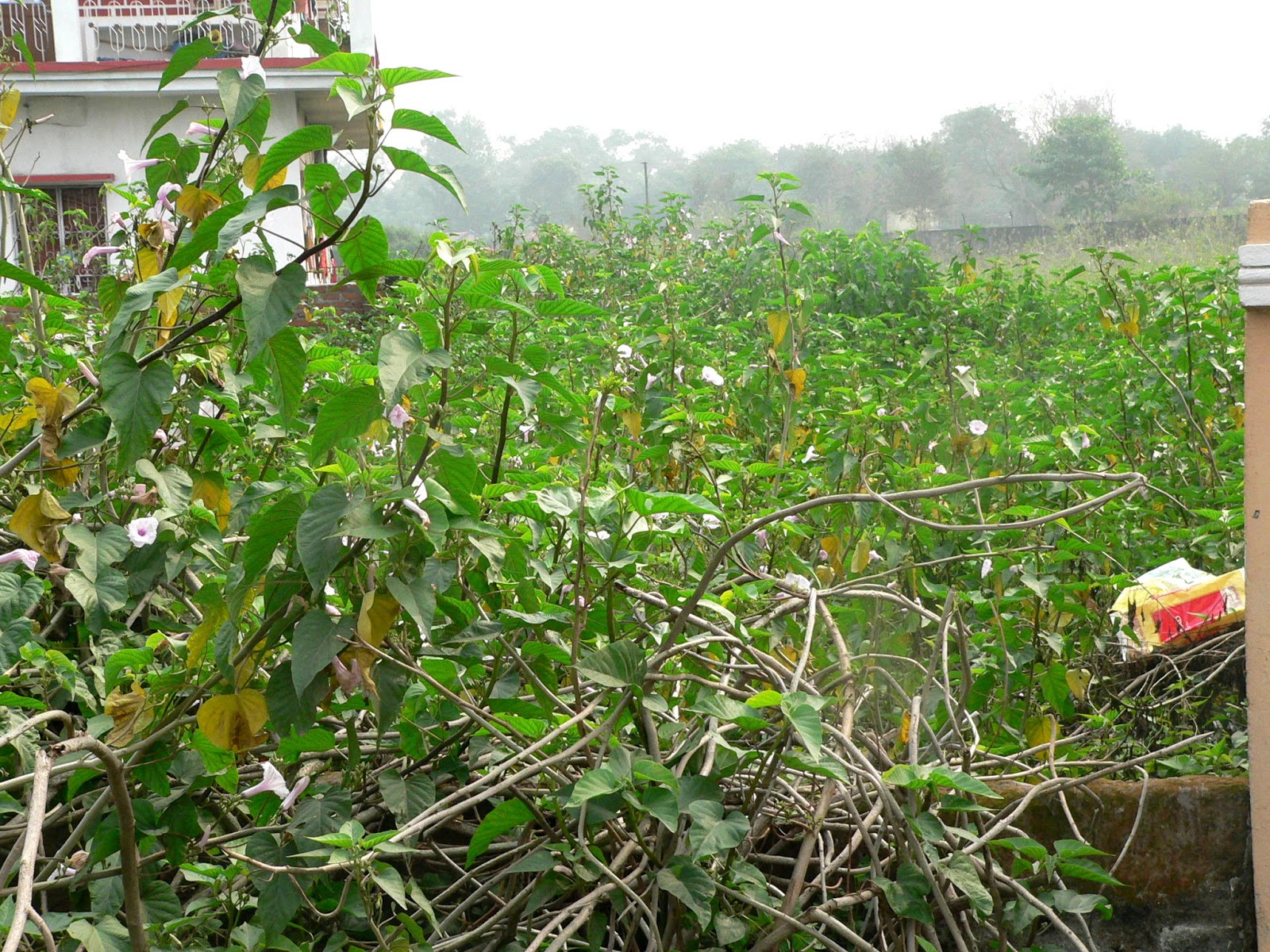 Aggregata Plants & Gardens: The incredible edibles and wonderful weeds ...